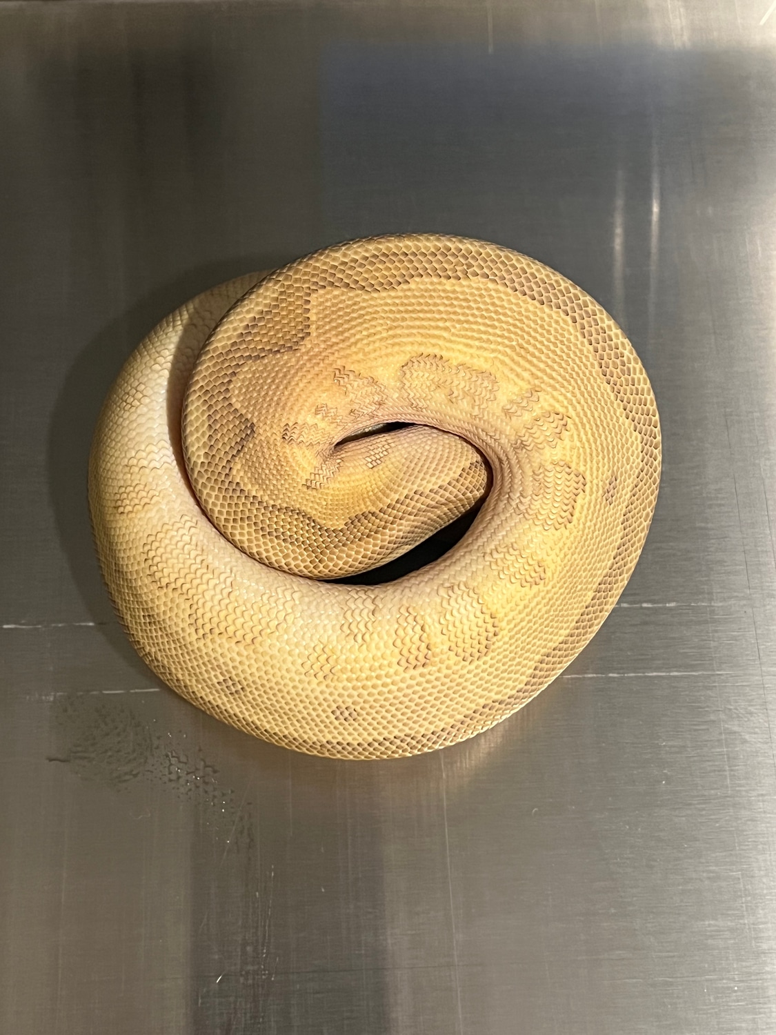 Lesser Clown Ball Python by A&G ball pythons - MorphMarket