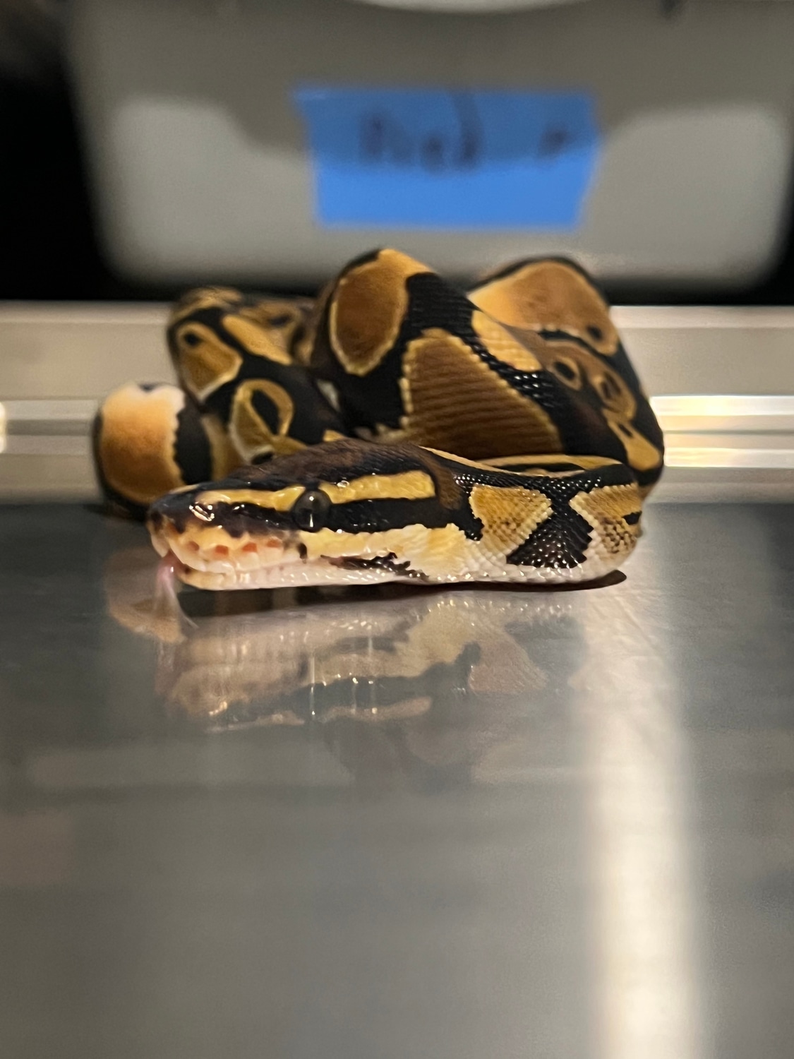 Normal 100% Het Pied Ball Python by A&G ball pythons - MorphMarket
