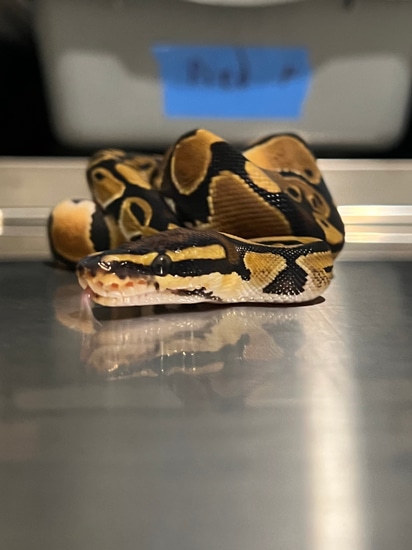 Normal 100% Het Pied Ball Python by A&G ball pythons