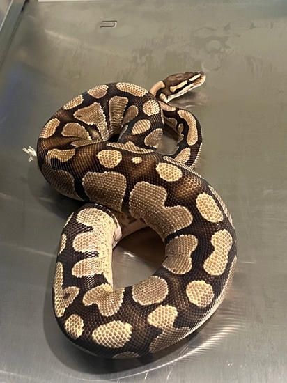 Chocolate Vanilla Het Ghost Ball Python by A&G ball pythons