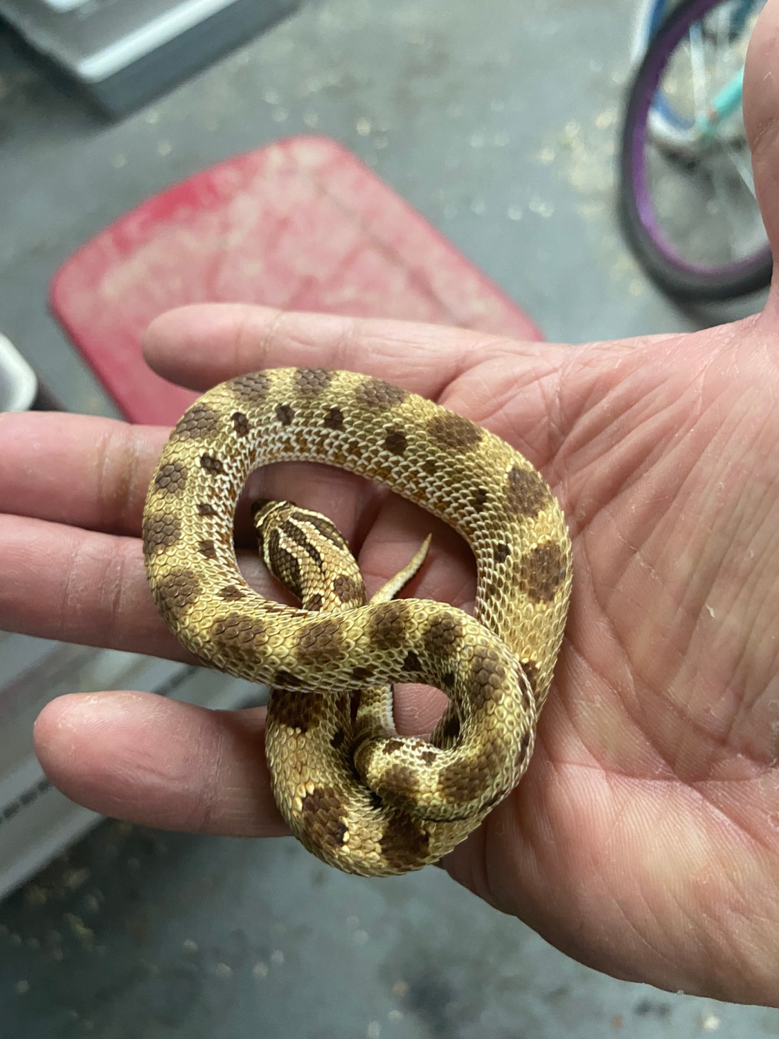 Green Phase Conda Poss Sable Western Hognose by A&G ball pythons ...