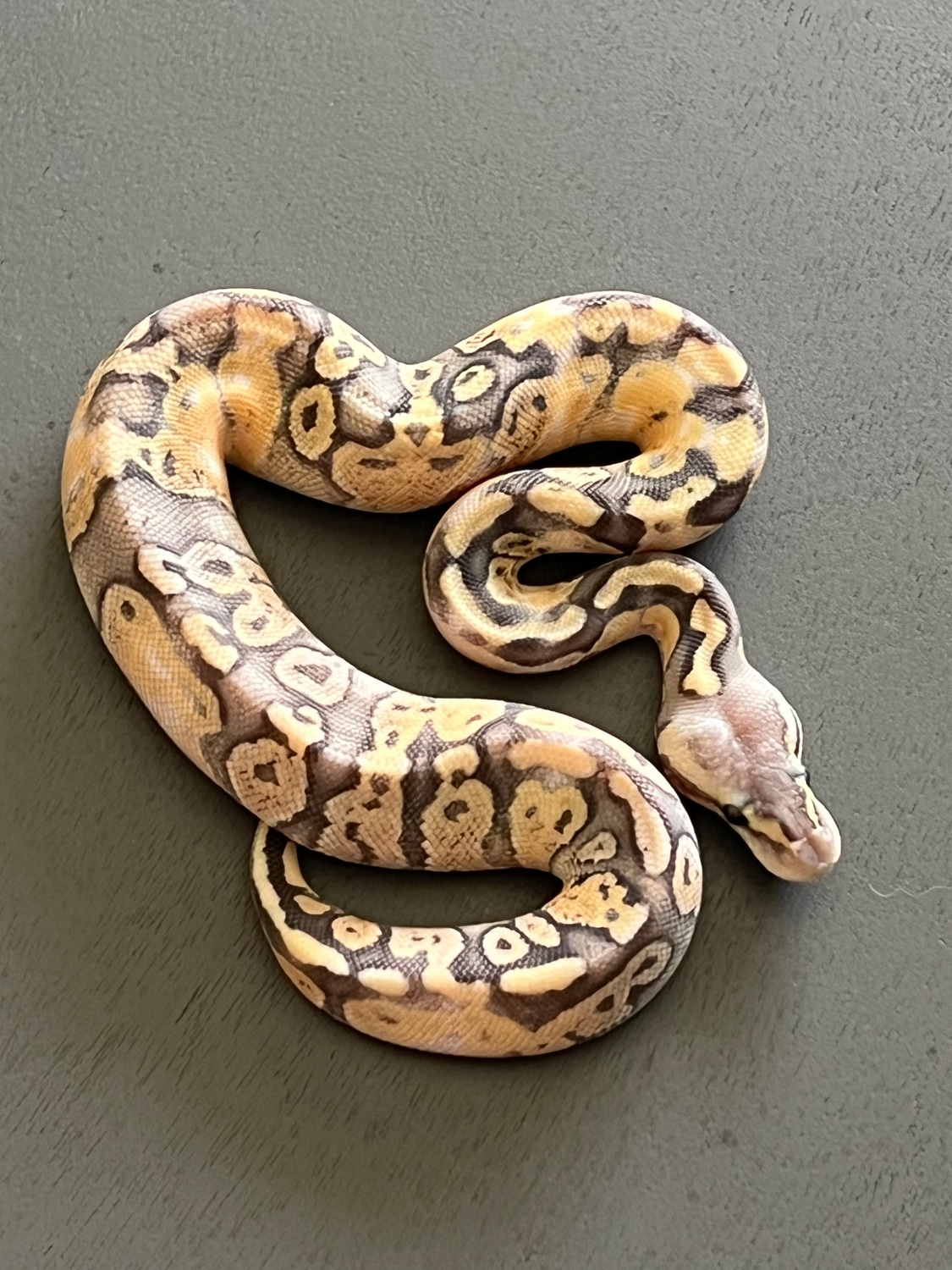 Pewter Ghost Paradox Ball Python by A&G ball pythons - MorphMarket