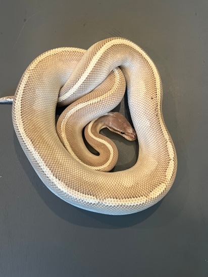 Mystic Potion Ball Python by A&G ball pythons