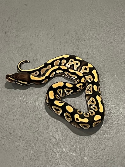 Mystic Ball Python by A&G ball pythons