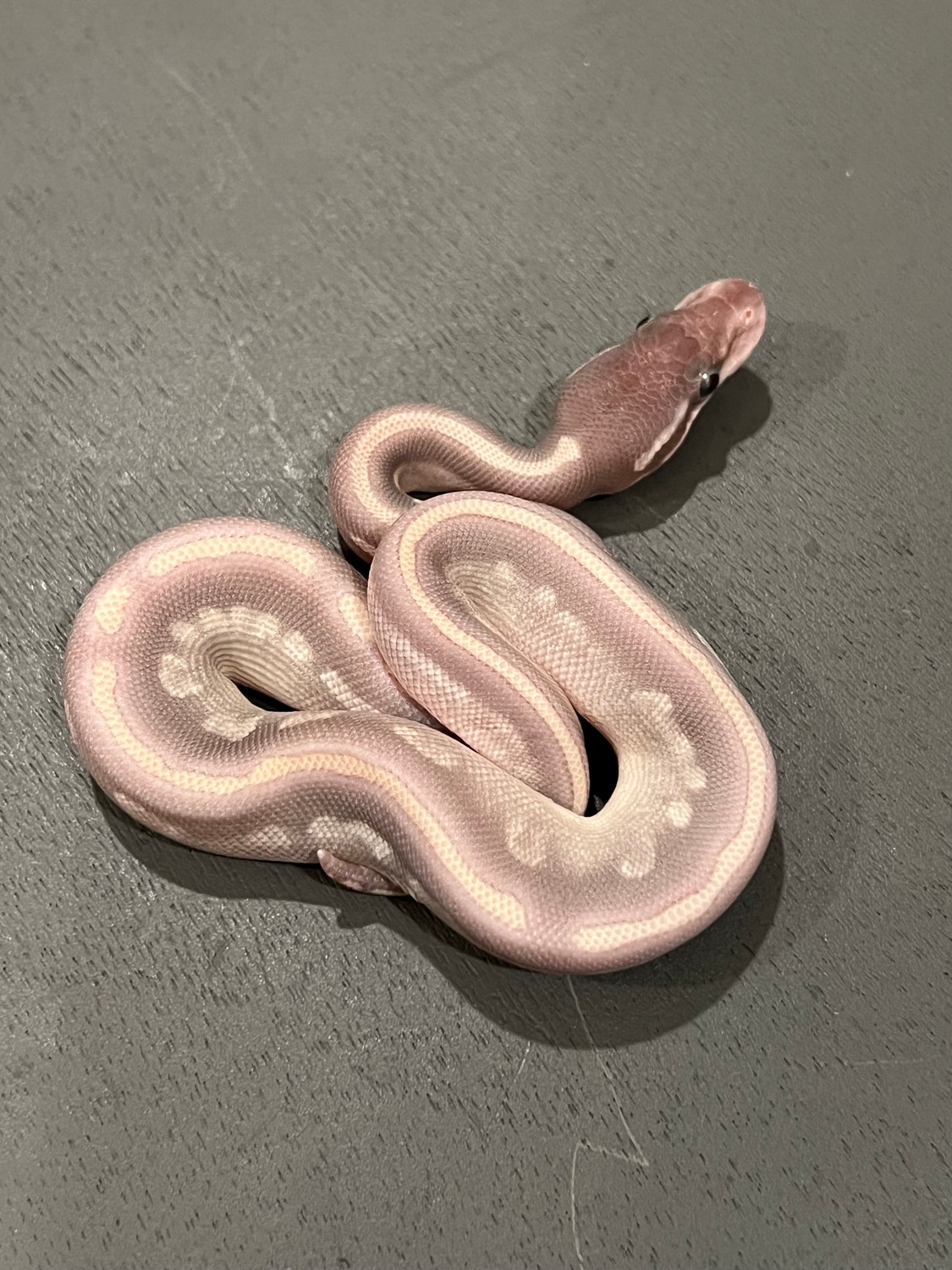 Mystic Potion Ball Python by A&G ball pythons - MorphMarket