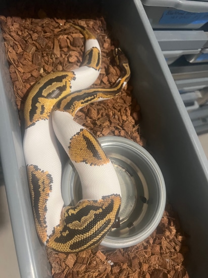 Leopard Yellowbelly Pied Ball Python by A&G ball pythons