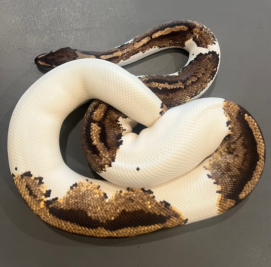 Yellowbelly Pied Ball Python by A&G ball pythons