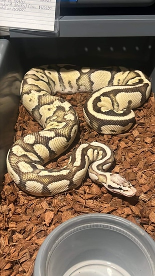 Firefly Phantom Ball Python by A&G ball pythons