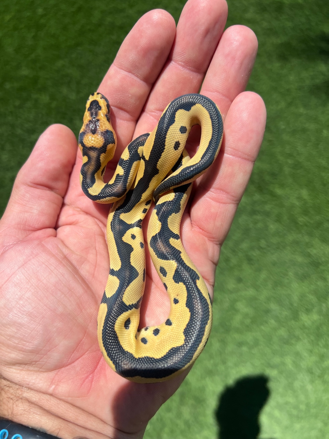 A&G ball pythons's Collection - MorphMarket