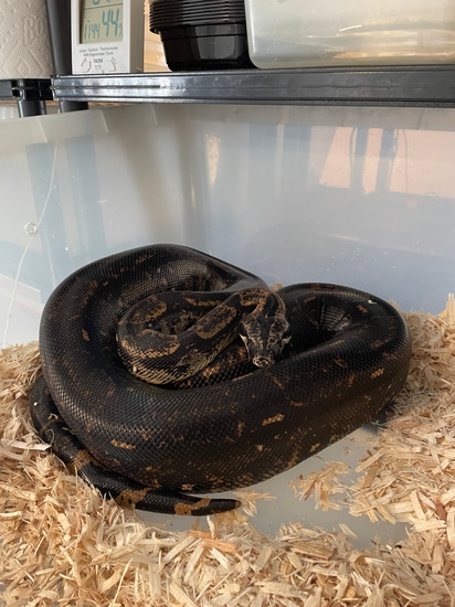 Russo Line Boa Longicauda Ball Python by Localboasonly