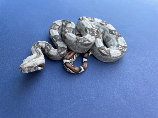 Venezuelan Paraguana Peninsula Locality BOA (Wild Type) (Female) (#4 ...
