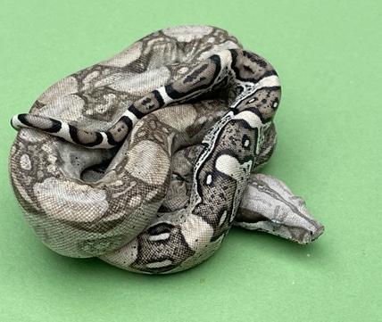 Venezuelan Paraguana Peninsula Locality BOA (Anery)(Male)(#7) Boa ...