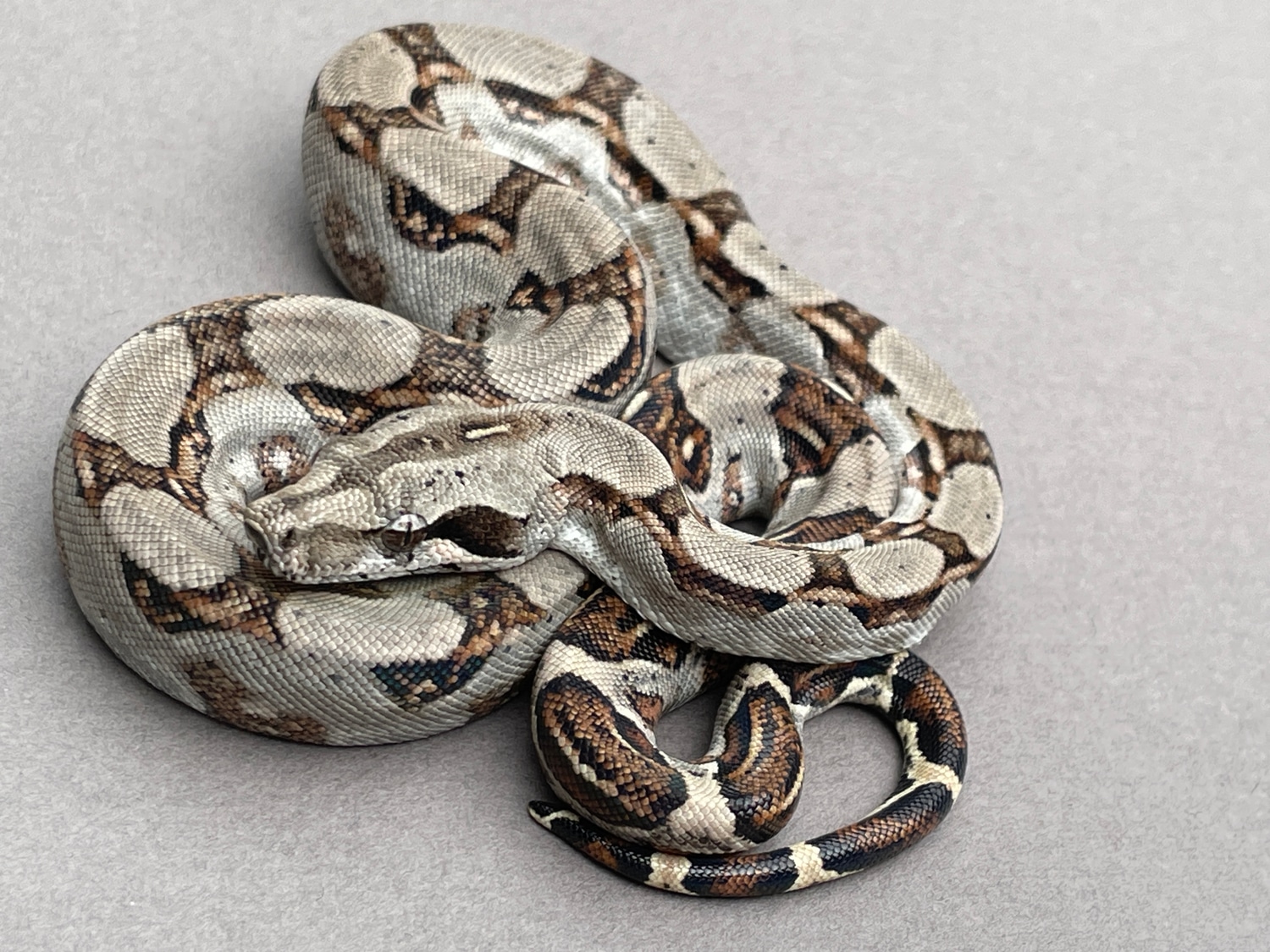 Boa Longicauda (Russo Line)(Male)(#5) Peruvian Long-Tailed Boa ...