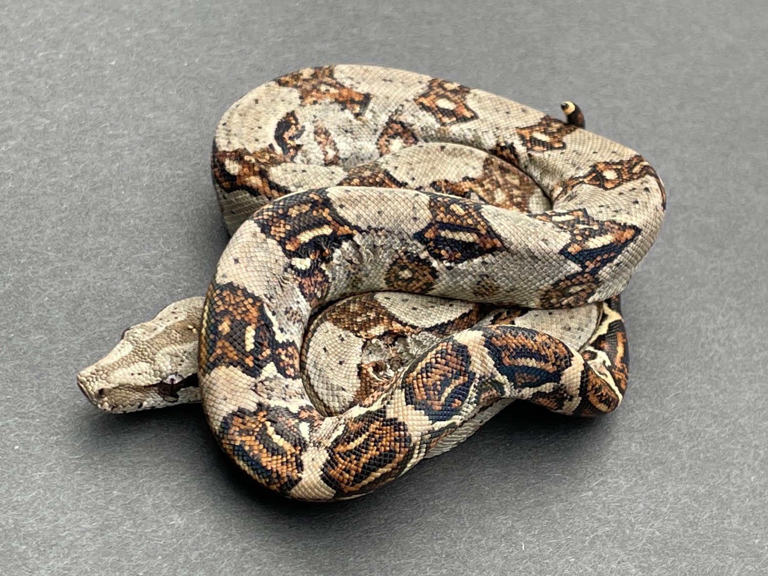 Boa Longicauda (Russo Line)(Male)(#10) Peruvian Long-tailed Boa ...