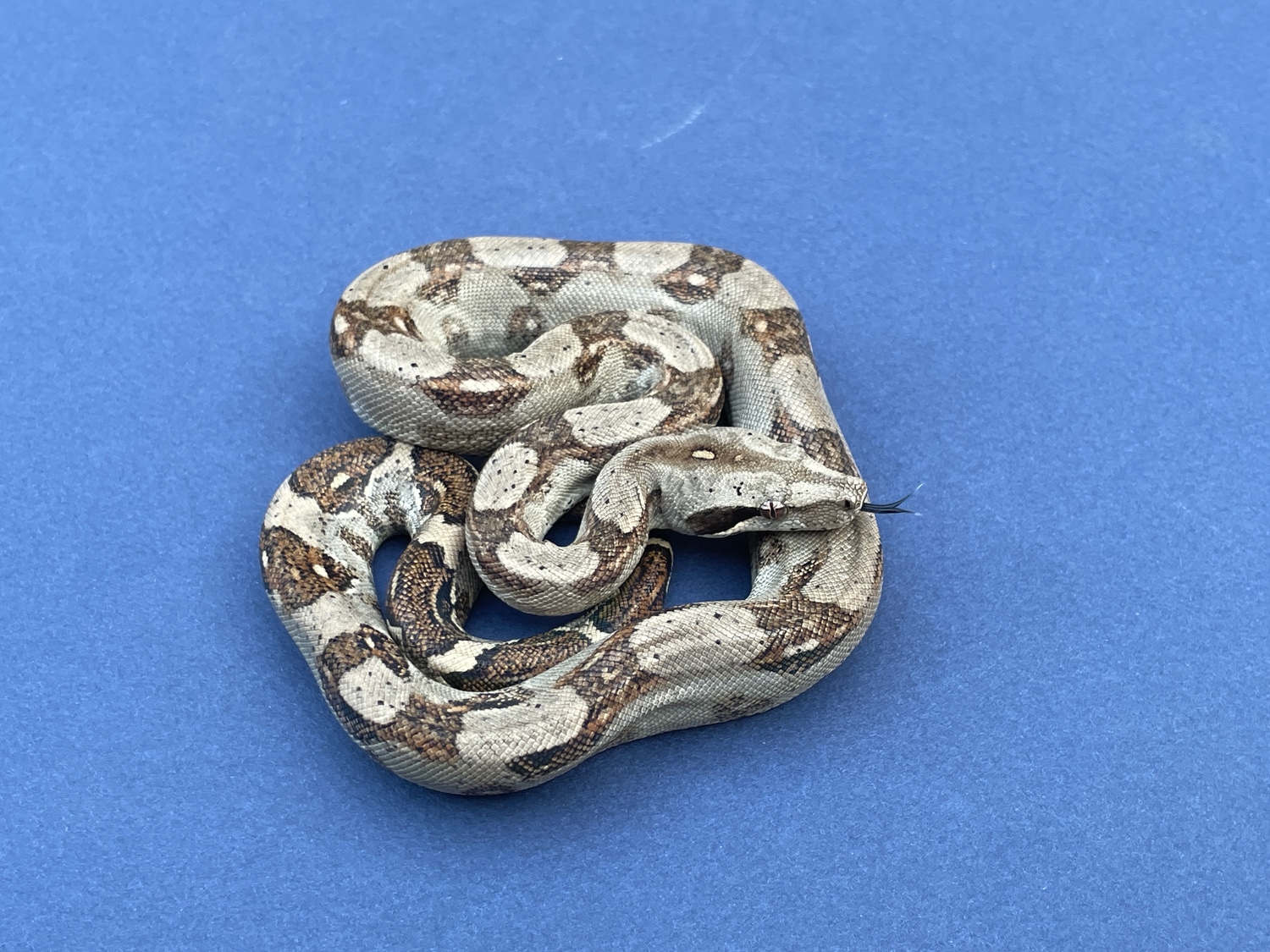 Boa Longicauda (Russo Line)(Female)(#3) Boa Constrictor by ...