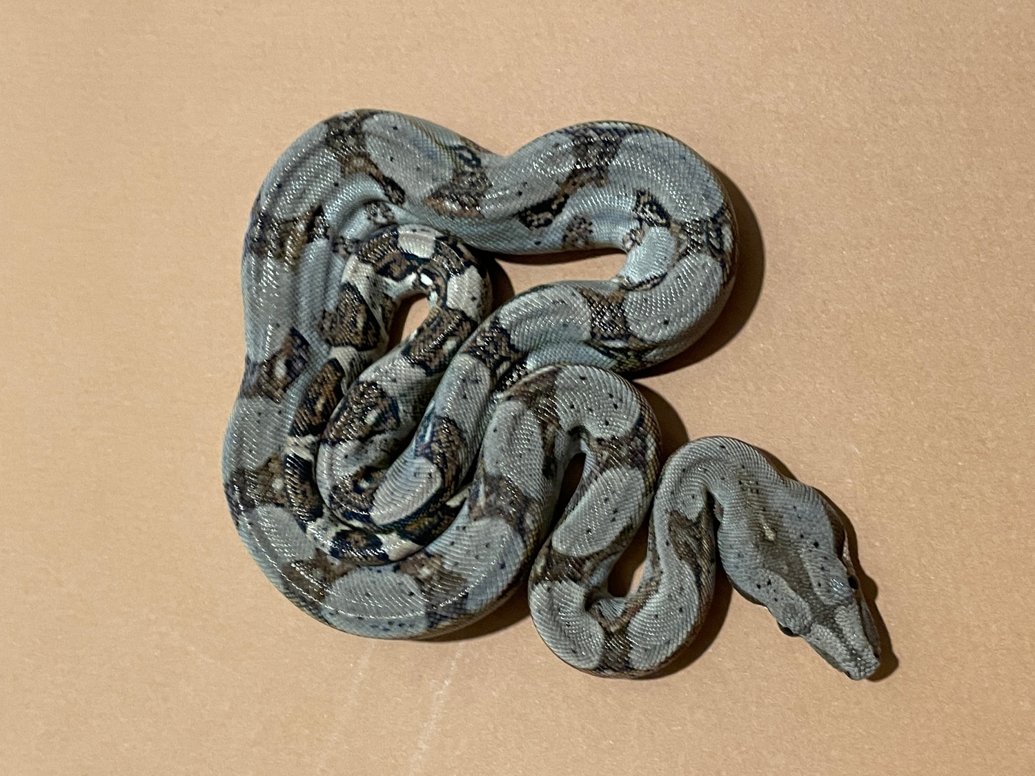 Boa Longicuda ( Russo Line ) ( Male # 7 ) Peruvian Long-tailed Boa ...