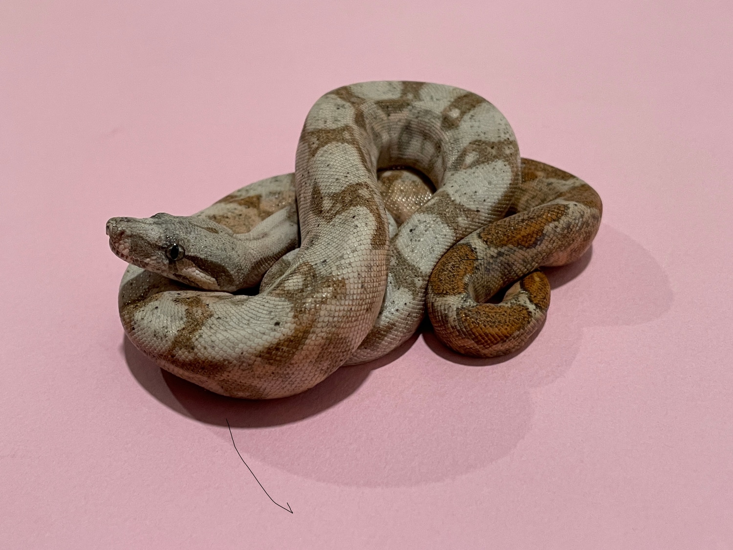 Hog Island Boa Boa Constrictor by Localboasonly - MorphMarket