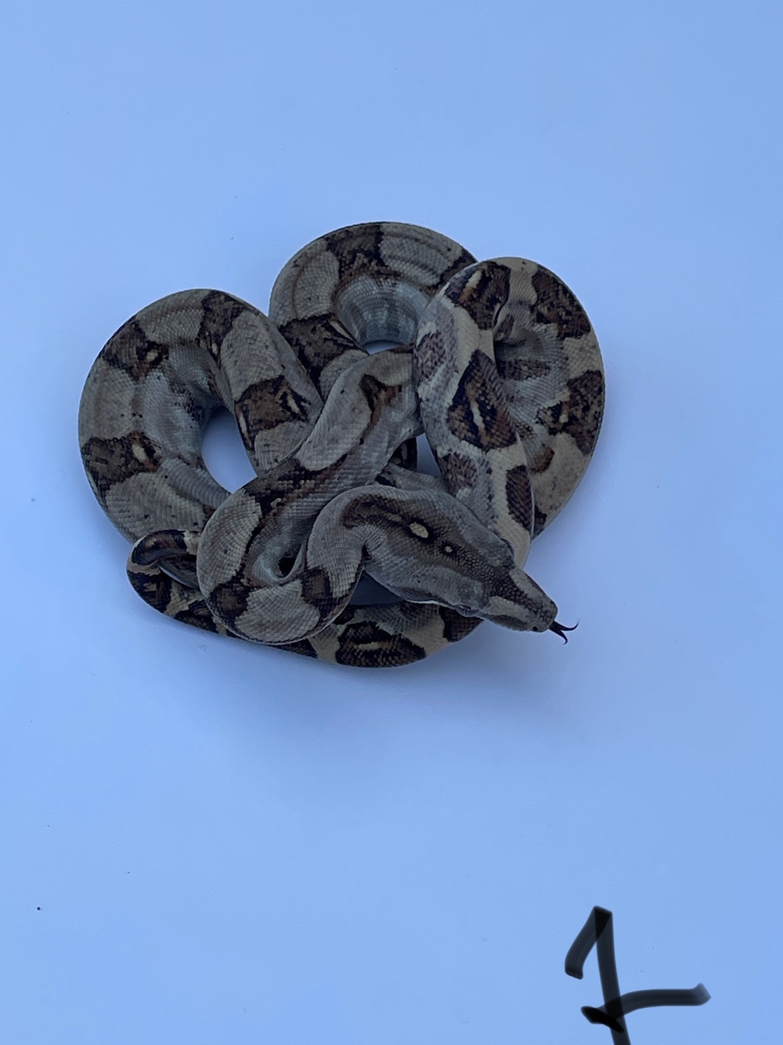 Boa Longicauda Russo Line Boa Constrictor by Localboasonly - MorphMarket