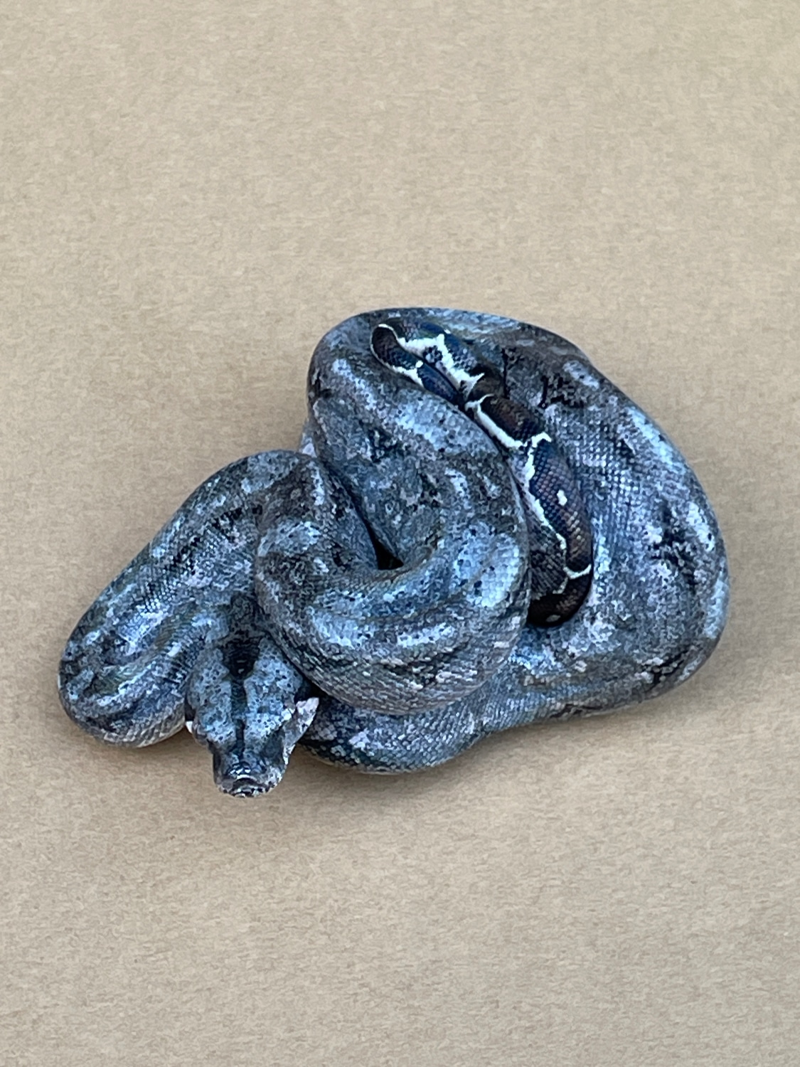 Tarahumara Locality Boa Boa Constrictor by Localboasonly - MorphMarket