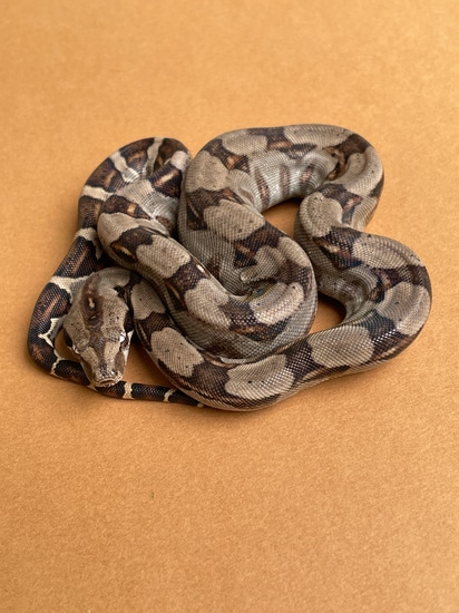 Boa Longicauda ( Produced By Rich Hunt @ Localboasonly Peruvian Long ...