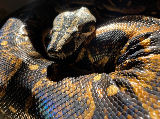 Russo Line Boa Longicauda ( Hold Back) Nice One Peruvian Long-Tailed ...