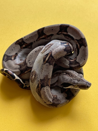 Russo Line Boa Longicauda Boa Constrictor by Localboasonly