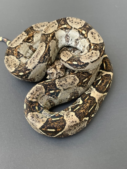 Russo Line Boa Longiocauda Boa Constrictor by Localboasonly