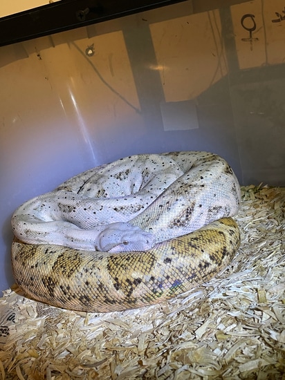 True Lloyd Lemke Hog Island Boas( Old School Untouched Lineage From The ...