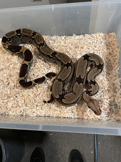 Pokigron Suriname BCC Locality. Gus Rentfro Snake 2021 Male True Red ...