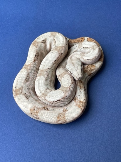 True Lloyd Lemke Hog Island Boas ( Old School Lineage ) Super Rare Boa ...