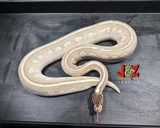 Gravel Mystic Potion Ball Python by ABC Reptiles
