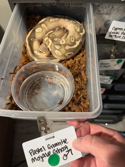 Pastel Granite Mojave Ghost Ball Python by ABC Reptiles