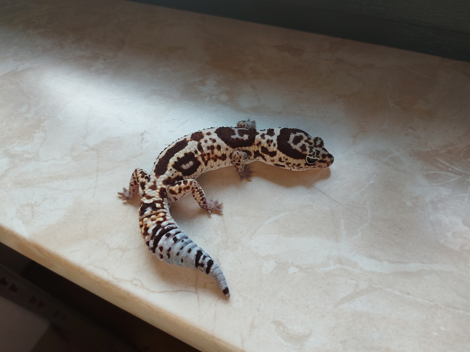 White Out Abberant 100% Het Amel African Fat-Tailed Gecko by Toothless ...
