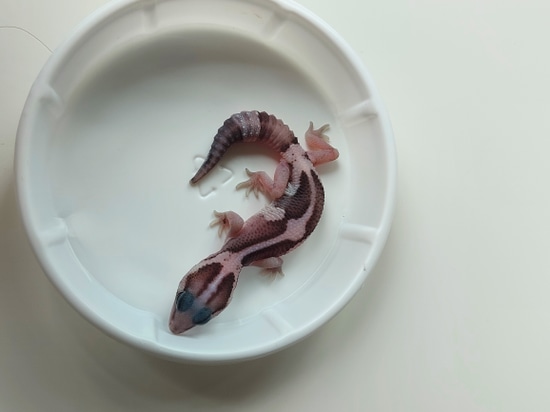 Oreo Zero 100% Het Patternless African Fat-Tailed Gecko by Toothless ...