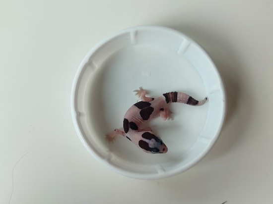 White Out Oreo 66% Het Patternless African Fat-Tailed Gecko by ...