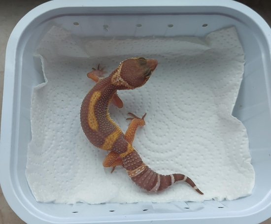Black Night Tremper Albino Leopard Gecko by Toothless-Geckos