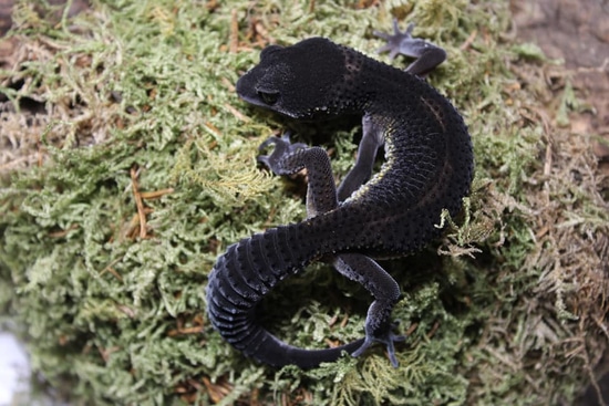 Black Night Leopard Gecko by Toothless-Geckos
