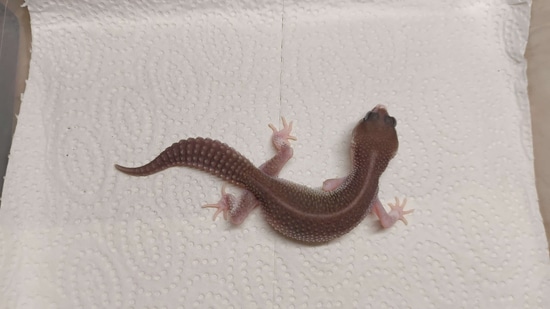 Super Snow Black Night Eclipse Blizzard Leopard Gecko by Toothless ...