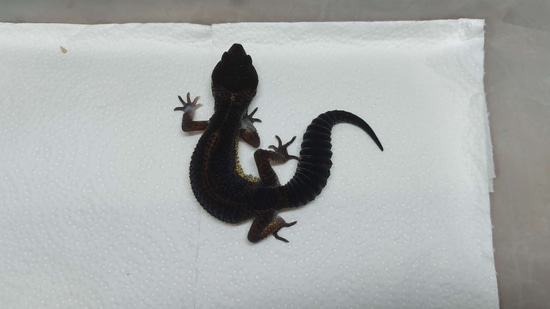 Black Night Mandarin Het Tremper Leopard Gecko by Toothless-Geckos ...