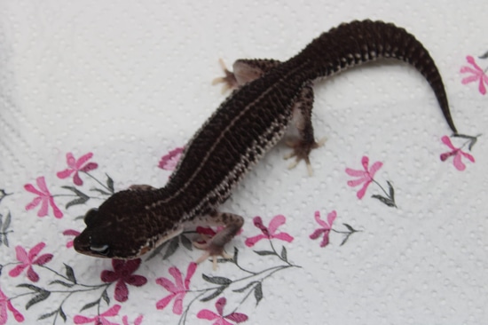 Super Snow Black Night Het Murphy Patternless 50% Het Eclipse Leopard ...