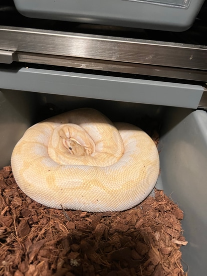 Untitled Adult Female Ball Python by Cuddle Time Critters