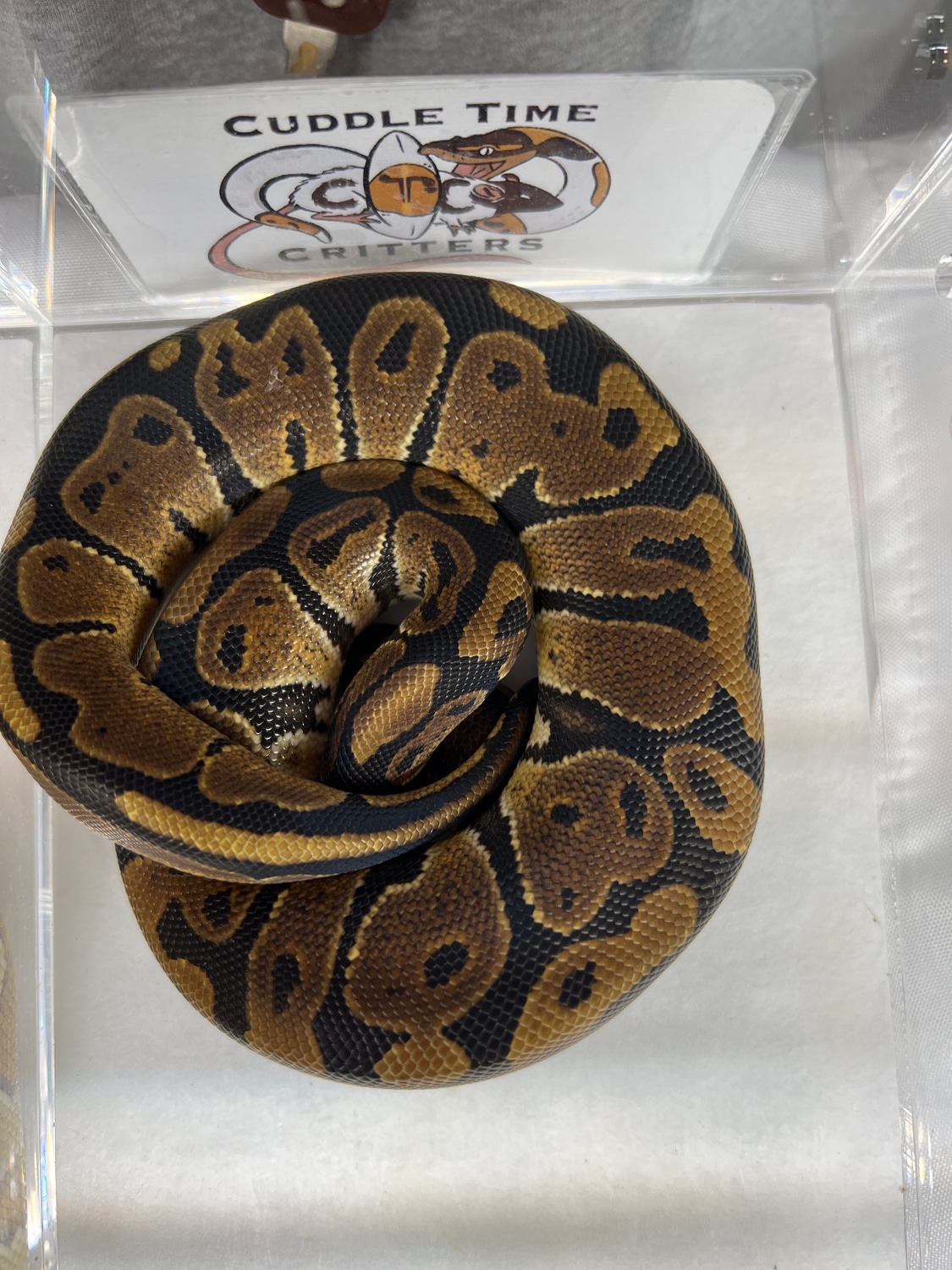 Normal Het Hypo Ball Python by Cuddle Time Critters - MorphMarket