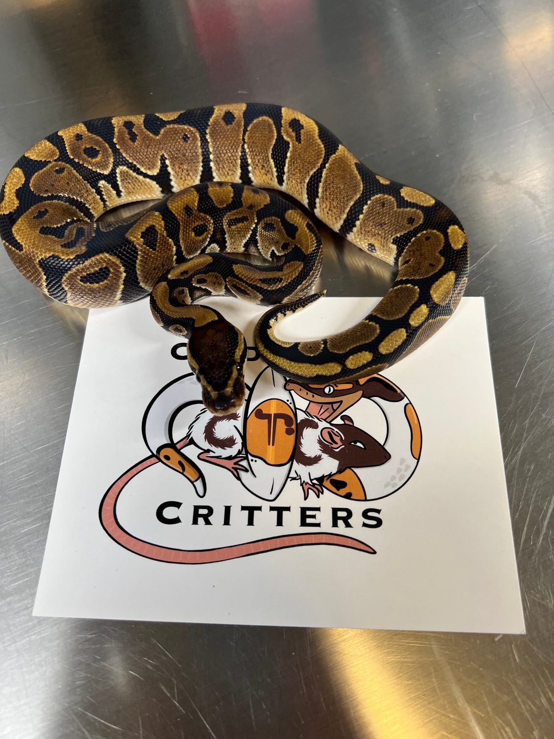 Normal Het Hypo Ball Python by Cuddle Time Critters - MorphMarket