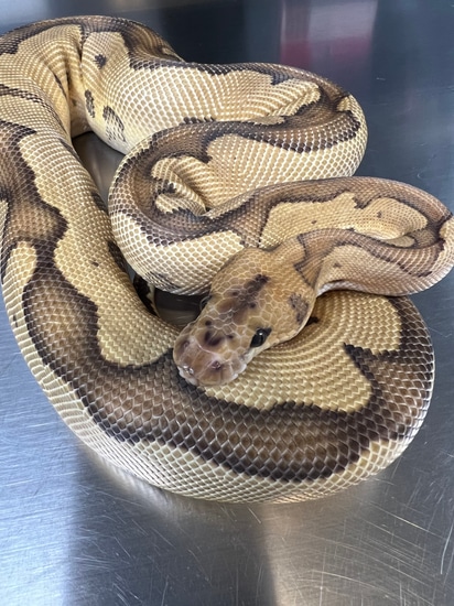 Fire Enchi Yellow Belly Ball Python by Cuddle Time Critters