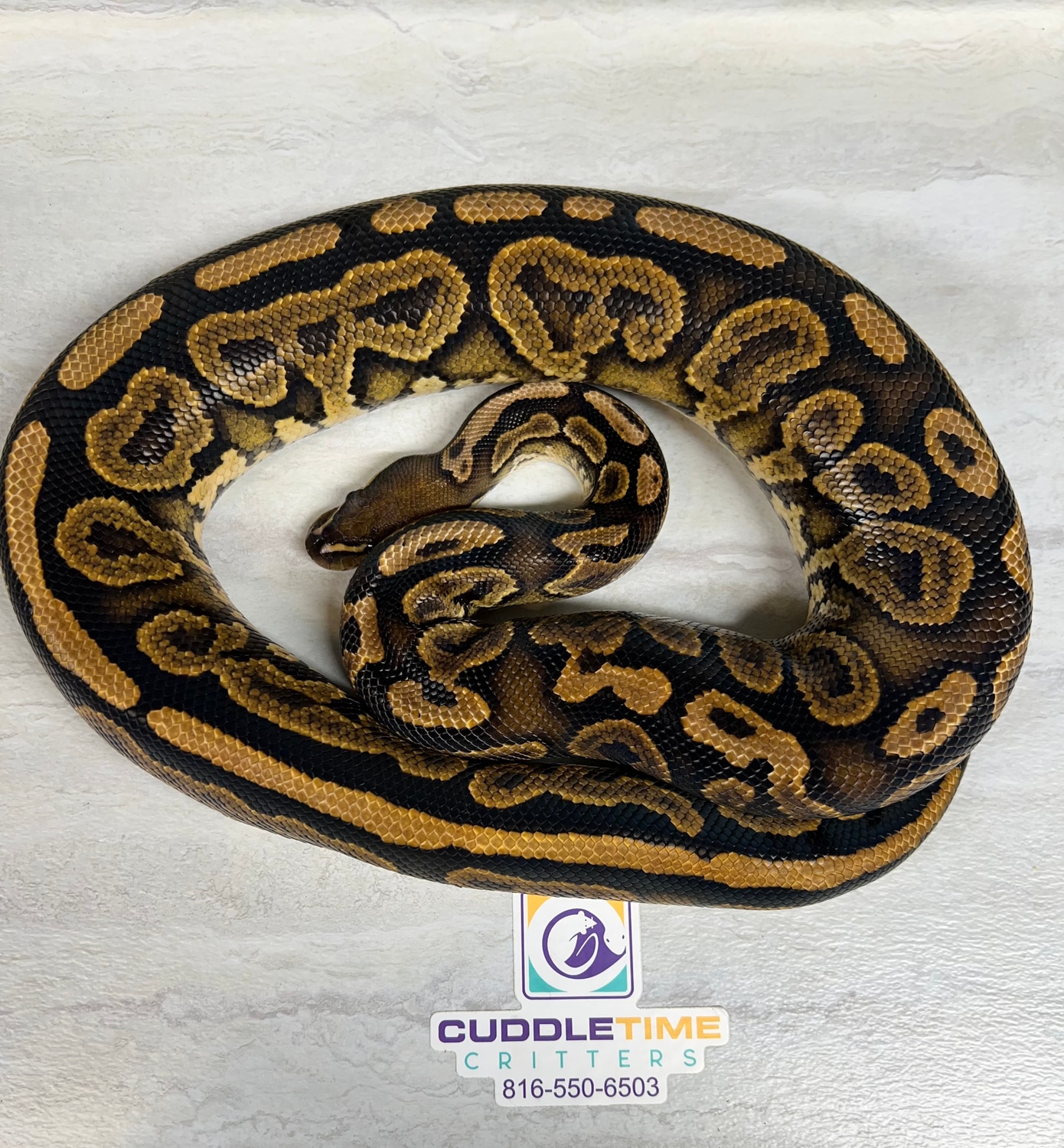 Black Pastel Asphalt Ball Python by Cuddle Time Critters - MorphMarket