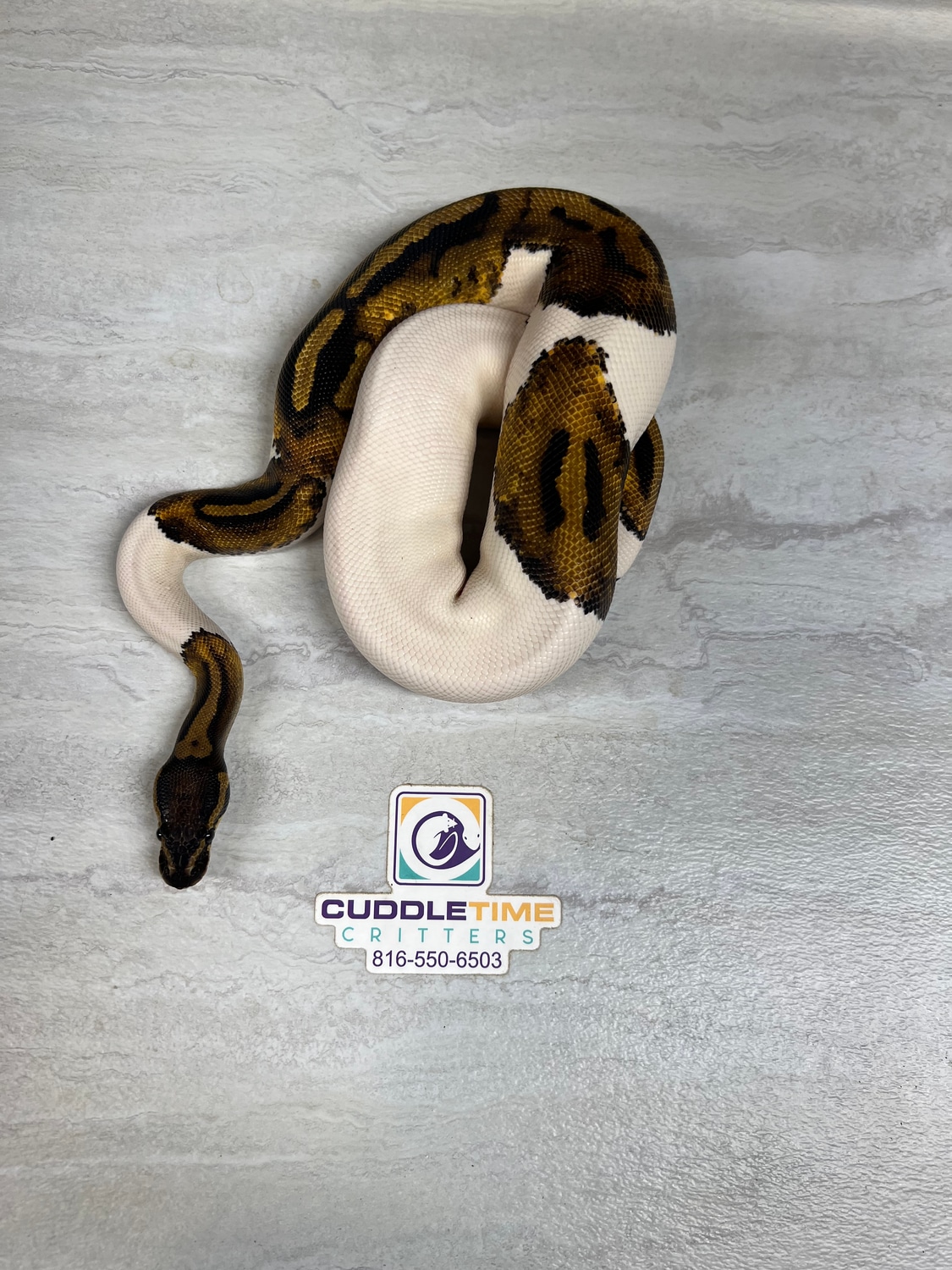Female Pied Ball Python by Cuddle Time Critters - MorphMarket