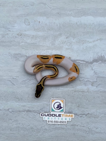Pastel OD YB Pied Ball Python by Cuddle Time Critters