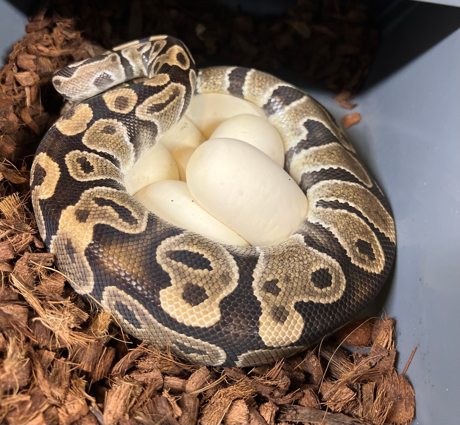 Het Pied Ball Python by Cuddle Time Critters - MorphMarket