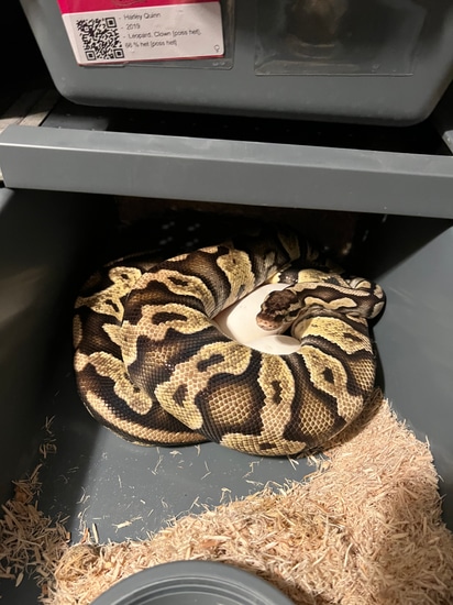 Pastel Yellow Belly Het Pied Ball Python by Cuddle Time Critters