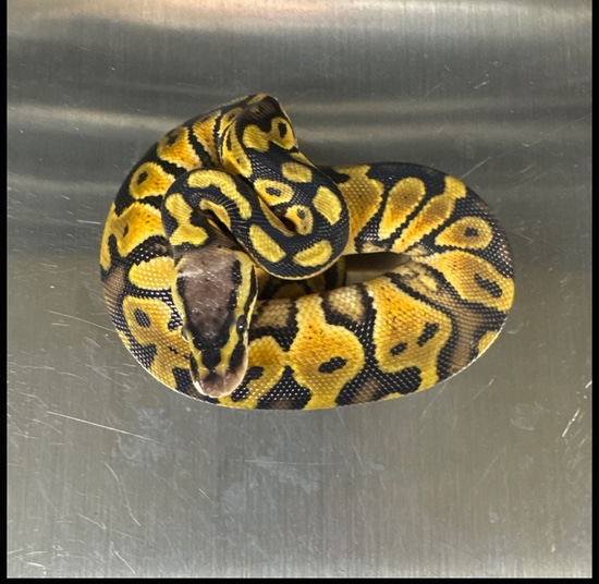 Pastel Double Het Hypo Clown Ball Python by Cuddle Time Critters